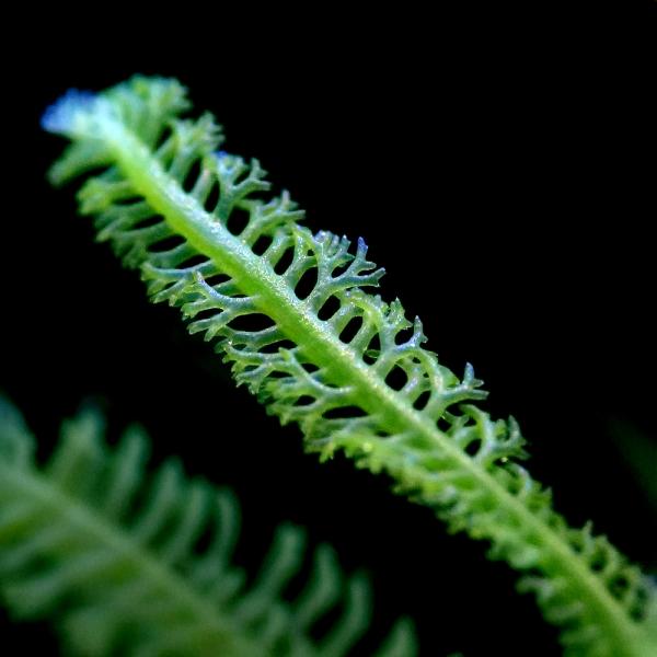 海水　海草　カウレルパ　リフジウム　イワヅタ　Ｃａｕｌｅｒｐａ　ｗｅｂｂｉａｎａ　マルコロック　プラグ　フラグ　YT　20260401　ｙ26ｍ04