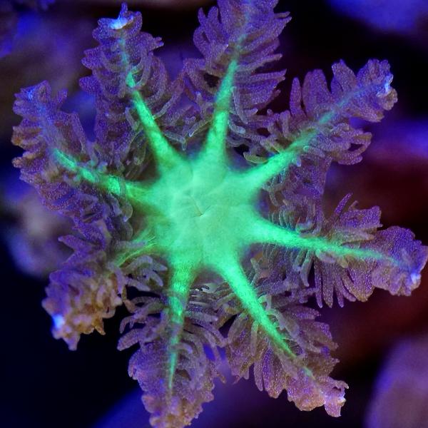 海水　サンゴ　b_coral　ソフトコーラル　ヘアリー　ツツウミ　Ｃｌａｖｕｌａｒｉａ　ポリカプラグ　フラグ　プラグ　フラグサンゴ　マルコロック　マルコ　YT　20260320　y26m03