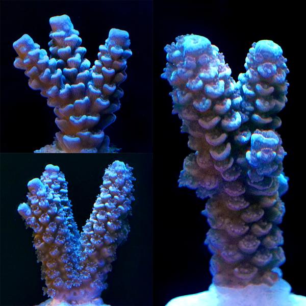 海水　サンゴ　ミドリイシ　SPS　ウスエダ　アクロポラ　Ａｃｒｏｐｏｒａ　Ｔｅｎｕｉｓ　Ｐｕｒｐｌｅ　Ｔｉｐｐｅｄ　フラグ　プラグ　プラフラグ　プラプラグ　YT　20260325　y26m03　ポリカプラグ　フラグ　プラグ　フラグサンゴ　マ...