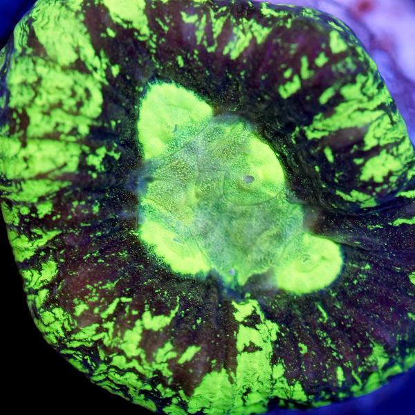 aqua　sfset　海水　サンゴ　coral_itten　キクメイシ　20250424　y25m04　ハードコーラル　LPS　PC　ポリカプラグ　マルコロック　マルコ　フラグ　フラグサンゴ　プラグサンゴ OK　グリーン　Genus　Fav...