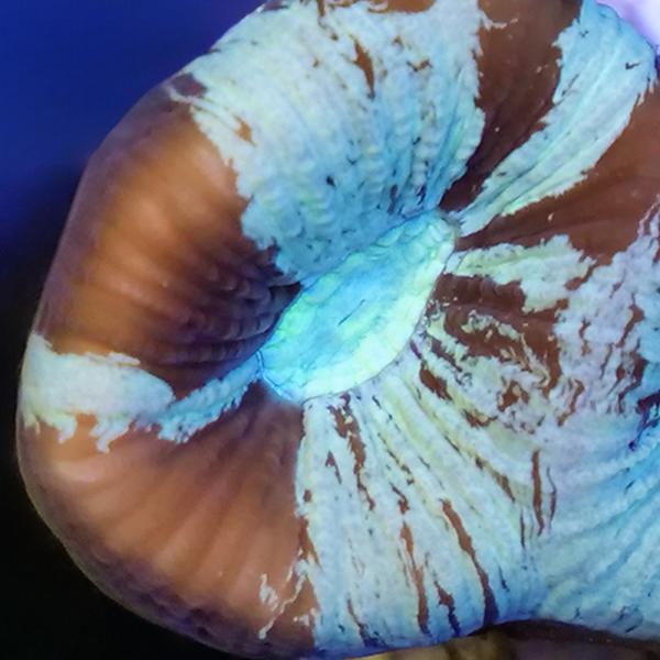 aqua　sfset　海水　サンゴ　coral_itten　キクメイシ　20250424　y25m04　ハードコーラル　LPS　PC　ポリカプラグ　マルコロック　マルコ　フラグ　フラグサンゴ　プラグサンゴ OK　グリーン　Genus　Fav...