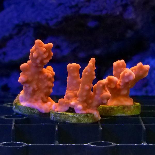 _aqua　sfset　◎　海水　サンゴ　coral_itten　m_hardcoral　ハードコーラル　コモンサンゴ　Ｍｏｎｔｉｐｏｒａ　setosa　フラグ　プラグ　ブリード　ＳＰＳ　20251226　ＨMZ　y26m01　y25m12...
