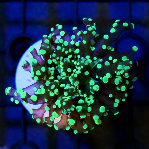 ◎　海水　サンゴ　m_hardcoral　ハードコーラル　20260126　ＨMZ　プラグ　ハナサンゴ　コエダナガレハナサンゴ　タコアシサンゴ　Ｅｕｐｈｙｌｌｉａ　ｄｉｖｉｓａ　y26m01　y26m02　seitaieventsg202603