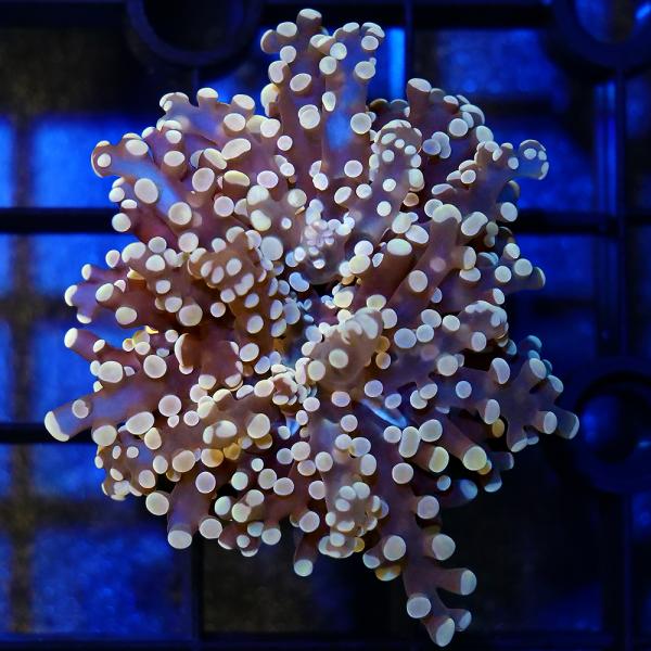 ◎　海水　サンゴ　m_hardcoral　ハードコーラル　20260126　ＨMZ　プラグ　ハナサンゴ　コエダナガレハナサンゴ　タコアシサンゴ　Ｅｕｐｈｙｌｌｉａ　ｄｉｖｉｓａ　y26m01　y26m02　select01sang　week...