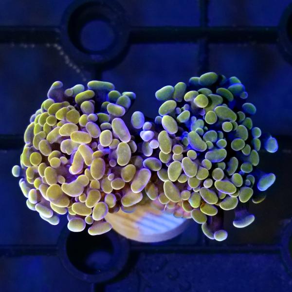 _aqua　sfset　個体販売　現物　画像個体　海水　サンゴ　ＬＰＳ　coral_itten　m_hardcoral　ハードコーラル　ハナサンゴ　Ｅｕｐｈｙｌｌｉａ　paraancora　20250126　ＨMZ　y26m01　seita...