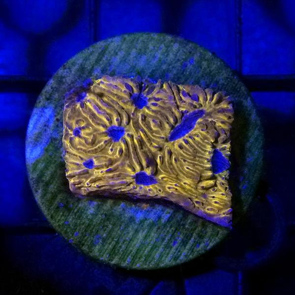 ◎　一点物　個体販売　現物　画像個体　海水　サンゴ　coral_itten　m_hardcoral　ハードコーラル　クサビライシ　Ｌｉｔｈｏｐｈｙｌｌｏｎ　ｕｎｄｕｌａｔｕｍ　カワラサンゴ　20230928　YH　y23m09　seitai...