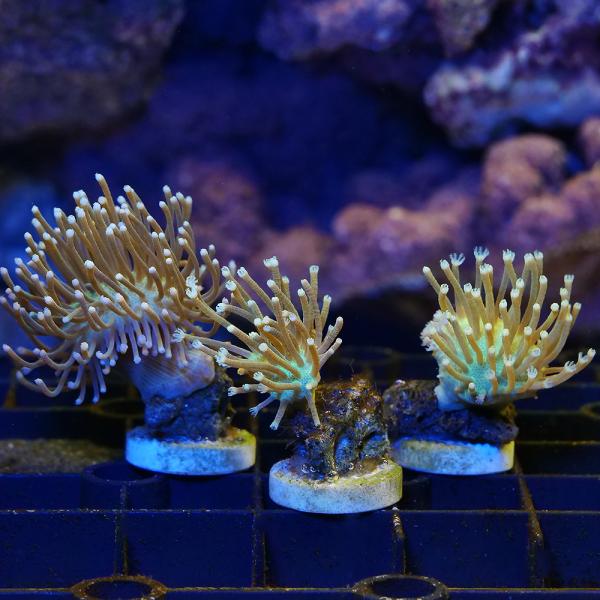 _aqua　◎　kaisui75　b_coral　海水　サンゴ　ソフトコーラル　m_softcoral　YH　ウミキノコ　プラグ付き　マッシュルームコーラル　20260314　y26m03　KT