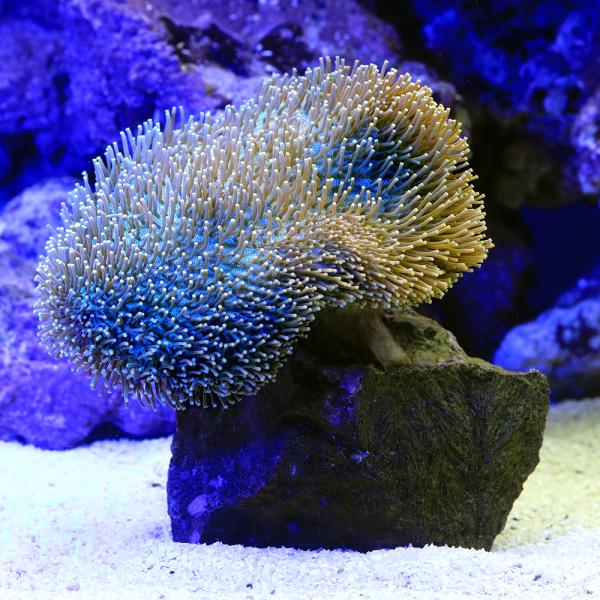 ◎　kaisui75　沖縄　okinawa　ma_sanfdmsklgo　b_coral　海水　サンゴ　ソフトコーラル　m_softcoral　ヒラウミキノコ　ライトグリーン　ＨMZ　20260307　y26m03　rk500cp　kaij...