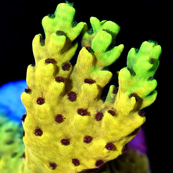海水　サンゴ　ミドリイシ　SPS　アクロポラ　Ａｃｒｏｐｏｒａ　YT　20260609　y26m05　ポリカプラグ　フラグ　プラグ　フラグサンゴ　マルコロック　マルコ