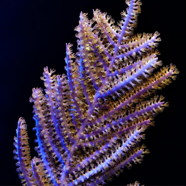 海水　ヤギ　好日性　　海水　サンゴ　Ｐｓｅｕｄｏｐｔｅｒｏｇｏｒｉａ　ｂｉｐｉｎｎａｔａ　b_coral　YT　20260411　y26m04　ポリカプラグ　フラグ　プラグ　フラグサンゴ　マルコロック　マルコ