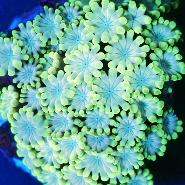 海水　サンゴ　b_coral　Ａｌｖｅｏｐｏｒａ　YT　20260601　y26m06　y26m05　ポリカプラグ　フラグ　プラグ　フラグサンゴ　マルコロック　マルコ
