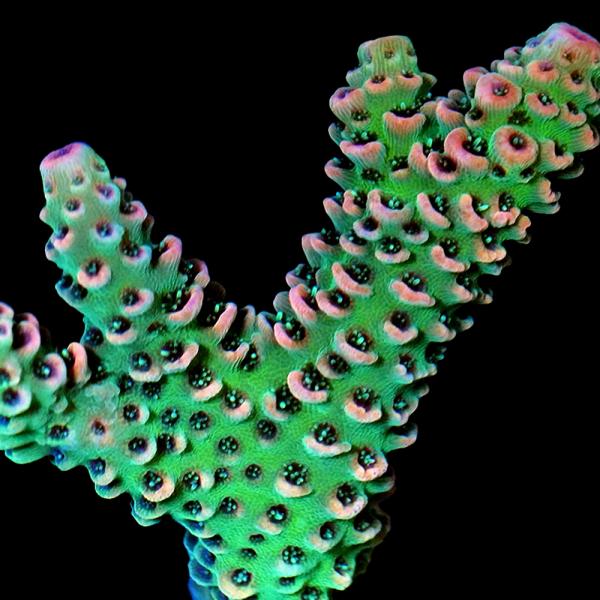 海水　サンゴ　アクロポラ　Ａｃｒｏｐｏｒａ　ｍｉｌｌｅｐｏｒａ　ミドリイシ　ＳＰＳ　YT　20260521　y26m05　ポリカプラグ　フラグ　プラグ　フラグサンゴ　マルコロック　マルコ