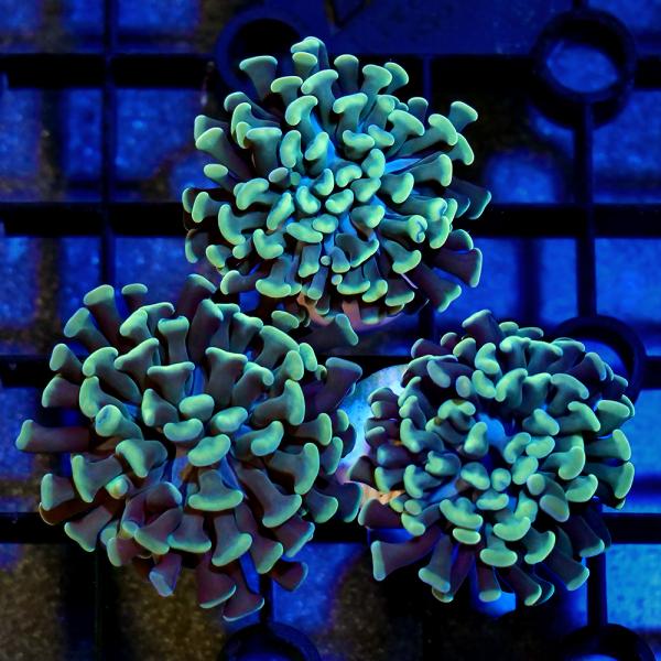 _aqua　sfset　　個体販売　現物　画像個体　海水　サンゴ　ＬＰＳ　coral_itten　m_hardcoral　ハードコーラル　ハナサンゴ　Ｅｕｐｈｙｌｌｉａ　KT　y26m04　seitaigensen1ten　kaisui75...