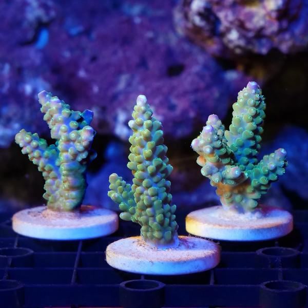 ◎　kaisui70　ma_sanfdmsklgo　ハードコーラル　海水　サンゴ　m_hardcoral　20260419　ｙ26ｍ04　ミドリイシ　ナタレンシス　Acropora　natalensis　ブリード　up0827time_ma...