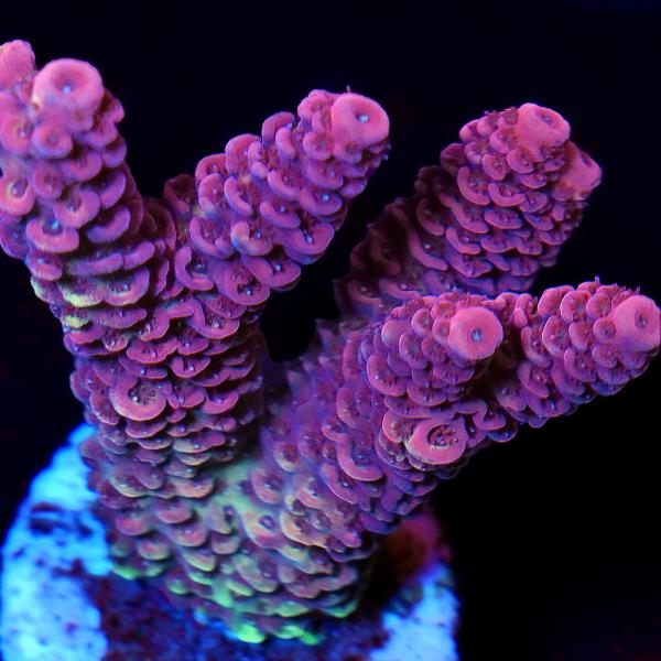 海水　サンゴ　アクロポラ　Ａｃｒｏｐｏｒａ　ｍｉｌｌｅｐｏｒａ　ミドリイシ　ＳＰＳ　YT　20260521　y26m05　ポリカプラグ　フラグ　プラグ　フラグサンゴ　マルコロック　マルコ