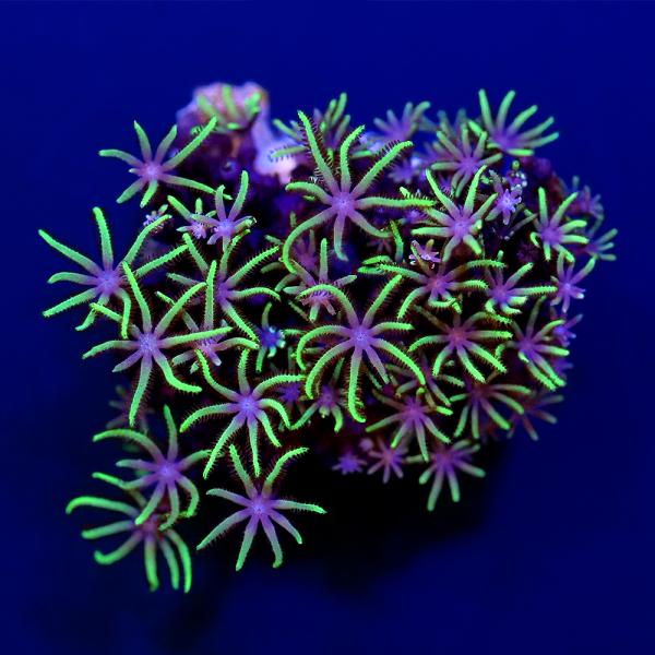 海水　サンゴ　b_coral　ソフトコーラル　m_softcoral　スターポリプ　Ｐａｃｈｙｃｌａｖｕｌａｒｉａ　YT　20260905　フラグ　ムラサキハナヅタ　y26m09　ポリカプラグ　フラグ　プラグ　フラグサンゴ　マルコロック　マルコ