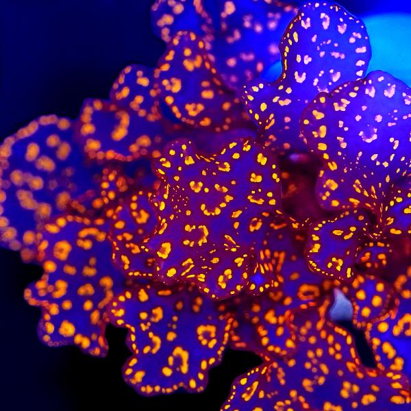 海水　海草　カウレルパ　リフジウム　ドラゴンブレス　Ａｔｏｍｉｃ　Ｂｒｏｃｃｏｌｉ　アトミックブロッコリー　マルコロック　プラフラグ　プラプラグ　ポリカプラグ　プラグ　フラグ　YT　20260905　ｙ26ｍ09