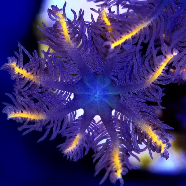 ◎　kaisui72　海水　サンゴ　ソフトコーラル　m_softcoral　ツツウミヅタ　20250812NH　プラグ　Ｃｌａｖｕｌａｒｉａ　ｓｐ．　グローブポリプ　オレンジエッジ　sngtop1_171108　プラフラグ　ｙ25ｍ08　s...