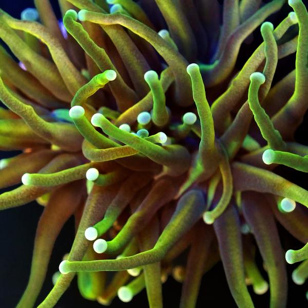 _海水　サンゴ　Ｅｕｐｈｙｌｌｉａ　ｇｌａｂｒｅｓｃｅｎｓ 　Ｃｈａｍｉｓｓｏ　Ｅｙｓｅｎｈａｒｄｔ　20260502　ｙ26ｍ05　ｙ26ｍ04　ポリカプラグ　フラグ　プラグ　フラグサンゴ　マルコロック　マルコ