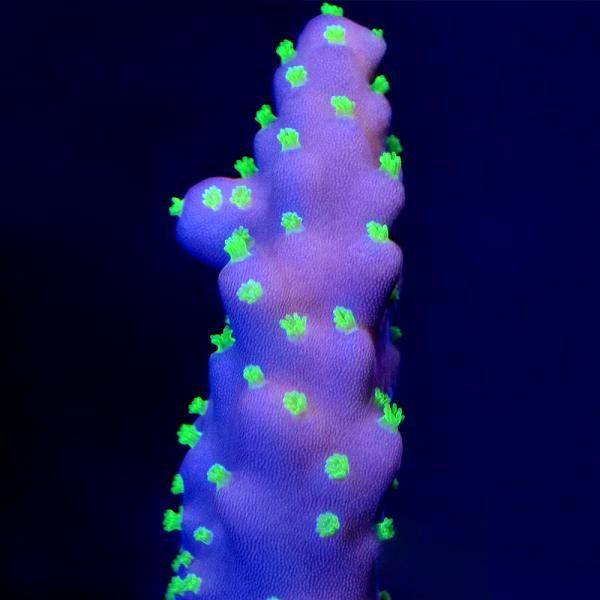 ◎　kaisui70　ma_sanfdmsklgo　ハードコーラル　海水　サンゴ　m_hardcoral　ミドリイシ　mrnp5bai130914　hardco_1101　バディング　9mas_bri_acropra0731　up0827t...