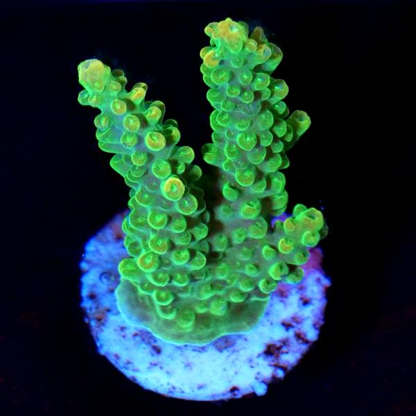 海水　サンゴ　一点物　ミドリイシ　SPS　アクロポラ　Ａｃｒｏｐｏｒａ　ポリカ　フラグ　プラグ　プラフラグ　プラプラグ　YT　20260521　y26m05　77oneitem