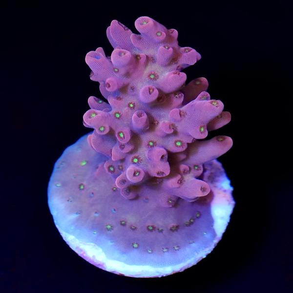 海水　サンゴ　一点物　ミドリイシ　SPS　アクロポラ　Ａｃｒｏｐｏｒａ　ポリカ　フラグ　プラグ　プラフラグ　プラプラグ　YT　20260507　y26m05　77oneitem
