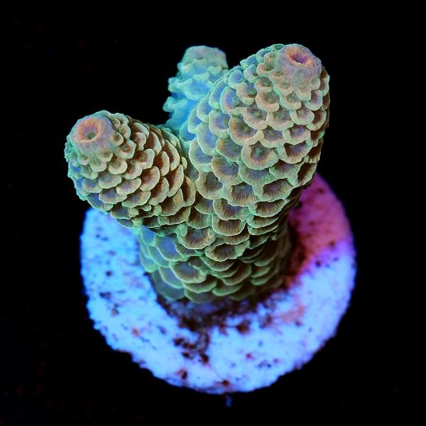 海水　サンゴ　一点物　ミドリイシ　SPS　アクロポラ　Ａｃｒｏｐｏｒａ　ポリカ　フラグ　プラグ　プラフラグ　プラプラグ　YT　20260507　y26m05　77oneitem