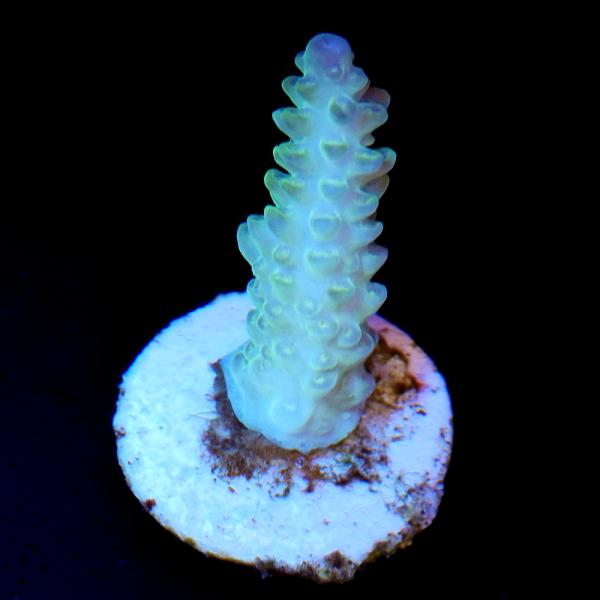 海水　サンゴ　一点物　ミドリイシ　SPS　アクロポラ　Ａｃｒｏｐｏｒａ　ポリカ　フラグ　プラグ　プラフラグ　プラプラグ　YT　20260507　y26m05　77oneitem