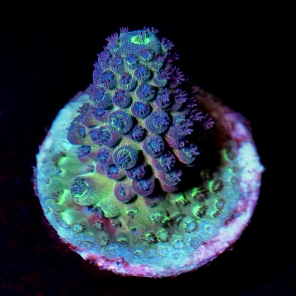 海水　サンゴ　一点物　ミドリイシ　SPS　アクロポラ　Ａｃｒｏｐｏｒａ　ポリカ　フラグ　プラグ　プラフラグ　プラプラグ　YT　20260521　y26m05　77oneitem