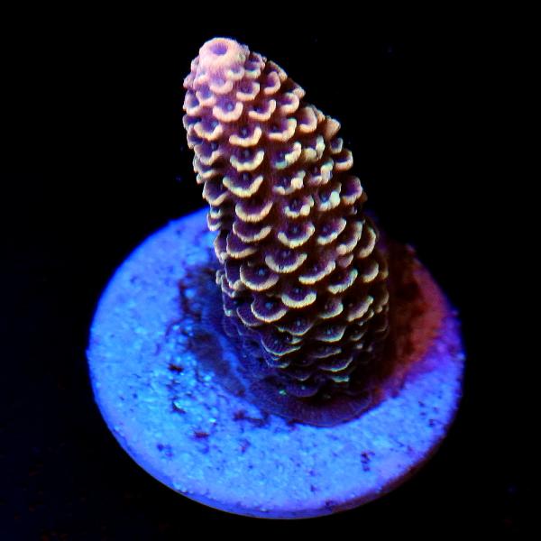 海水　サンゴ　一点物　ミドリイシ　SPS　アクロポラ　Ａｃｒｏｐｏｒａ　ポリカ　フラグ　プラグ　プラフラグ　プラプラグ　YT　20260507　y26m05　77oneitem