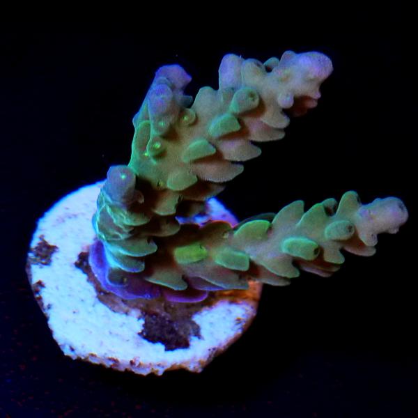 海水　サンゴ　一点物　ミドリイシ　SPS　アクロポラ　Ａｃｒｏｐｏｒａ　ポリカ　フラグ　プラグ　プラフラグ　プラプラグ　YT　20260507　y26m05　77oneitem