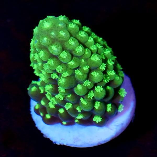 海水　サンゴ　一点物　ミドリイシ　SPS　アクロポラ　Ａｃｒｏｐｏｒａ　ポリカ　フラグ　プラグ　プラフラグ　プラプラグ　YT　20260521　y26m05　77oneitem