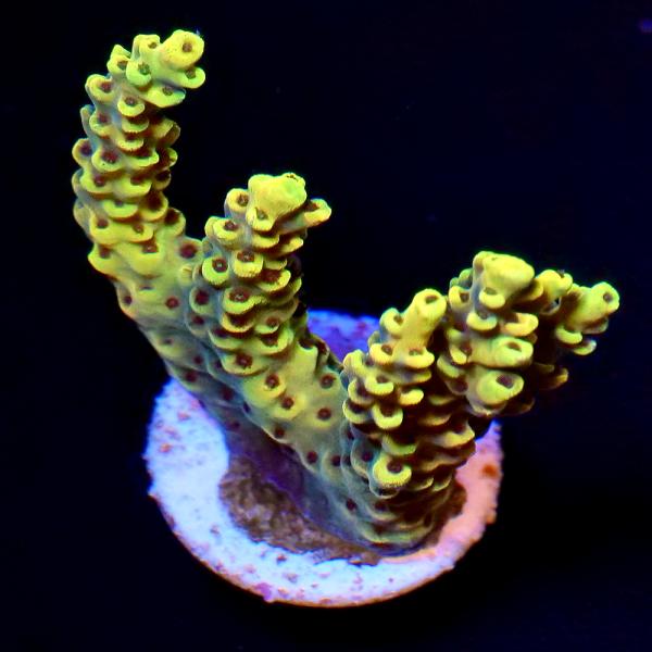 海水　サンゴ　一点物　ミドリイシ　SPS　アクロポラ　Ａｃｒｏｐｏｒａ　ポリカ　フラグ　プラグ　プラフラグ　プラプラグ　YT　20260507　y26m05　77oneitem