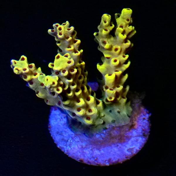 海水　サンゴ　一点物　ミドリイシ　SPS　アクロポラ　Ａｃｒｏｐｏｒａ　ポリカ　フラグ　プラグ　プラフラグ　プラプラグ　YT　20260507　y26m05　77oneitem