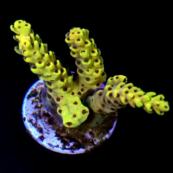 海水　サンゴ　一点物　ミドリイシ　SPS　アクロポラ　Ａｃｒｏｐｏｒａ　ポリカ　フラグ　プラグ　プラフラグ　プラプラグ　YT　20260507　y26m05　77oneitem