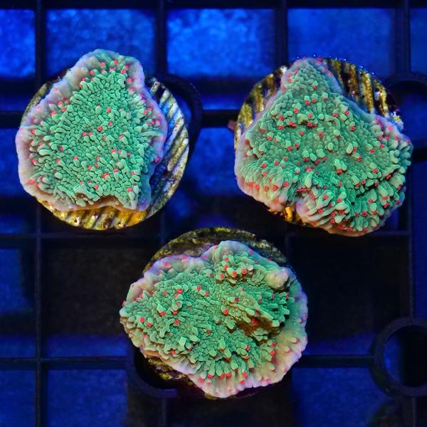 _aqua　sfset　◎kaisui75　海水　サンゴ　coral_itten　m_hardcoral　ハードコーラル　ノリコモンサンゴ　Ｍｏｎｔｉｐｏｒａ　ｉｎｆｏｒｍｉｓ　フラグ　プラグ　ＳＳサイズ　ＳＰＳ　ハマサンゴ　ｐｏｒｉｔｅｓ...