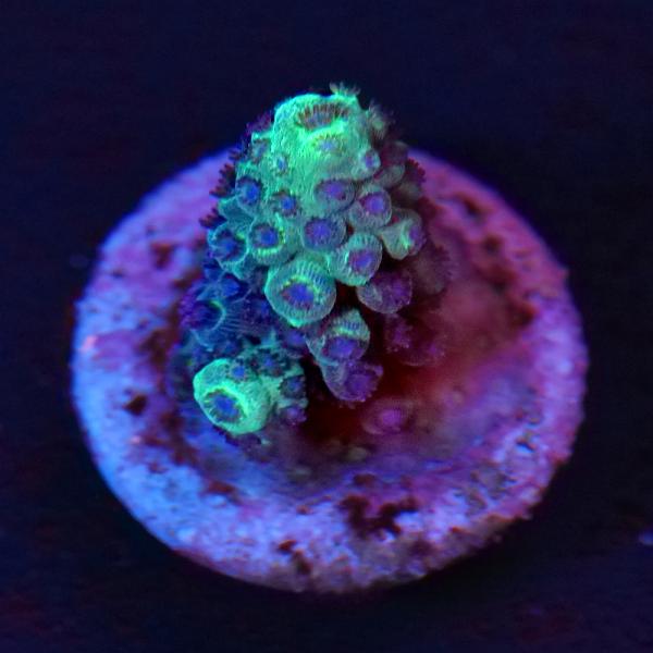 海水　サンゴ　一点物　ミドリイシ　SPS　アクロポラ　Ａｃｒｏｐｏｒａ　ポリカ　フラグ　プラグ　プラフラグ　プラプラグ　YT　20260521　y26m05　77oneitem