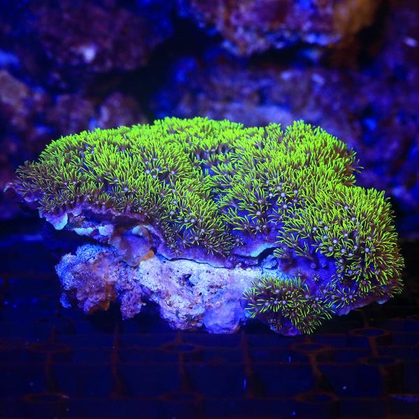sfset　_aqua　◎　kaisui75　b_coral　海水　サンゴ　ソフトコーラル　m_softcoral　　ムラサキハナヅタ　スターポリプ　Ｐａｃｈｙｃｌａｖｕｌａｒｉａ　ｓｐ．　soft　20260830　y26m08　y26m...