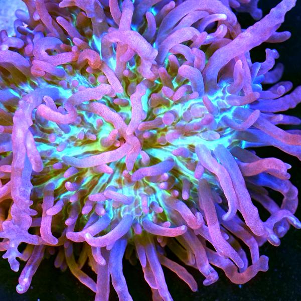 ◎　kaisui75　ma_　海水　サンゴ　b_coral　ソフトコーラル　ディスクコーラル　イトヒキイソギンチャクモドキ　イトイソギンチャクモドキ　m_softcoral　_aqua　Ｄｉｓｃｏｓｏｍａ　ｓｐ．　イソギンチャクモドキ　20...