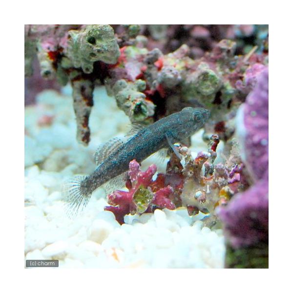 生き餌　◎　kaisui73　_aqua　live_bait　海水　海水生体　海水魚　m_goby　ナマエサ　エサハぜ　餌　給餌器　生餌　ブライン　その他生体　活きエサ　活き餌　活餌　THZ　kaijyo　アクアリウム　livehazeba...