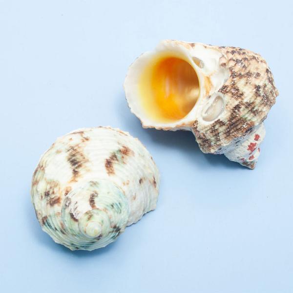 _animal　_insect　◎　_interior　海水　水中　アクセサリー　アクアリウム　シェル　貝殻　巻貝　ヤドカリ　引越し　shell_0519　Ｔｕｒｂｏ　ａｒｇｙｒｏｓｔｏｍｕｓ　_aqua　int_kaigara　ok_yd...