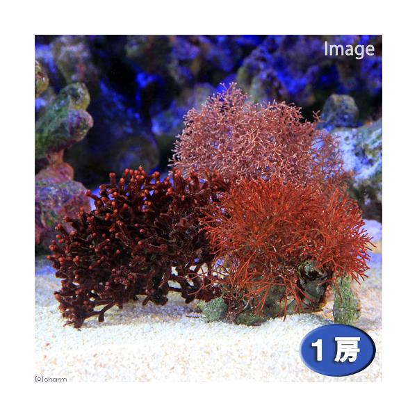 ◎　kaisui75　海藻　海草　海水　サンゴ　m_plants　ma_cofesta2011　ma_kpkp12　マリンプランツ　20151208　RyoKoba　ガラガラ科　Tricleocarpa　cylindrica　Dichoto...