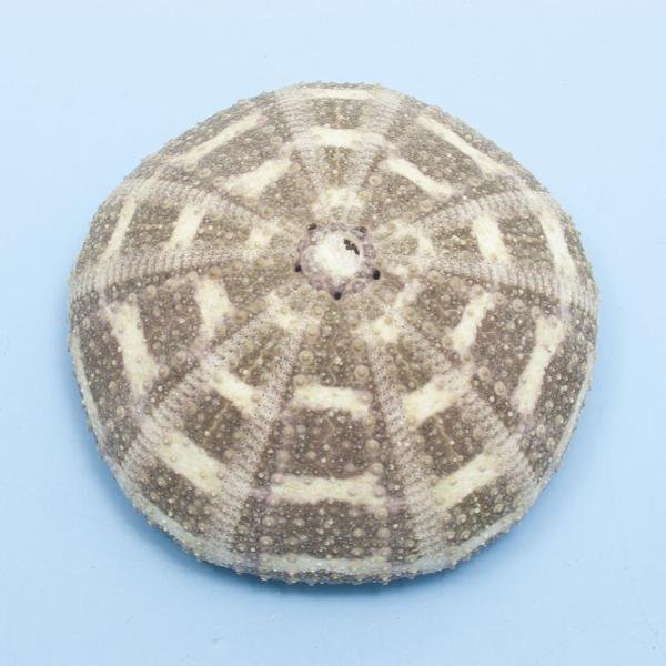 _animal　_insect　_interior　◎　海水　水中　アクセサリー　アクアリウム　シェル　貝殻　ウニ　隠れ家　_aqua　int_kaigara　ok_ydkr　ＨＩＮ　20151218　インテリア　ラッパウニ　室内インテイリ...