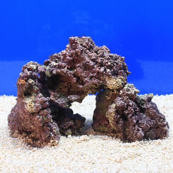 ◎　kaisui71　海水　ライブロック　20250223　SO　海水魚　レイアウト　水槽　３０ｃｍ　ろ過材　石灰藻　ウミウシ　seitaieventlr202506