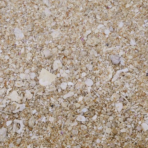 アラゴナイトサンド　ノーマル　1kg　アクアリウム　海水　サンゴ　サンゴ砂　底床　底砂　RyoKoba　Plantstech_coralbone　KK　20240708　y24m07　Plantstech_list　CORAL　コーラルボー...