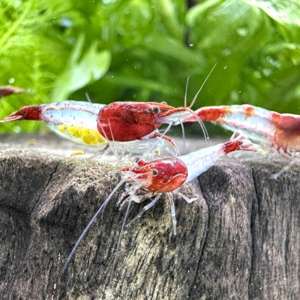 熱帯魚・エビ他　ヌマエビ系　ルリー・シュリンプ　20匹　ビーシュリンプ・エビ　レッドルリーシュリンプ　rili_cherry　琉璃蝦　リリーシュリンプ　20160904　HA　チェリーシュリンプ系　エビ生体　top-ursj_ebi　レッド...