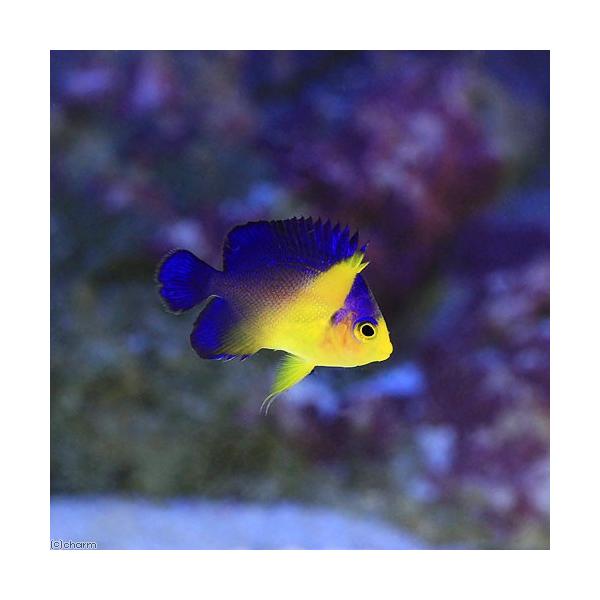 sfset　_aqua　◎　小型ヤッコ　m_angelfish　海水　海水生体　海水魚　ma_flame　mrnp5bai130914　marinefishzukan　kaijyo