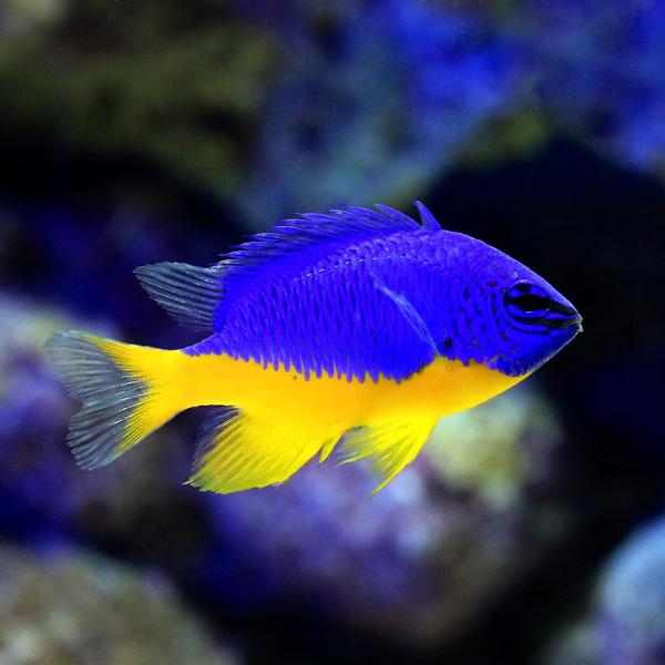 ロイヤルデムワーデル　kaisui73　◎　marinefishzukan　スズメダイ　海水　海水生体　海水魚　Chrysiptera　hemicyanea　m_damselfish　20120706　ＡＨ　_kaisui　_aqua　di...