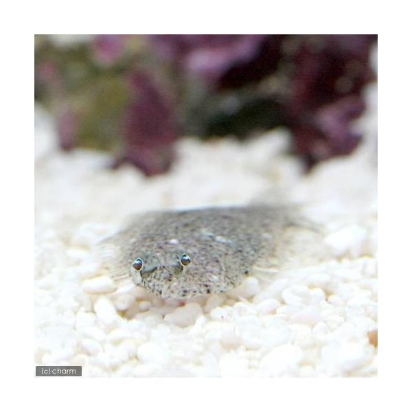 _aqua　◎　kaisui75　marinefishzukan　ヒラメ／カレイ／近海魚　海水　海水生体　海水魚　20180523　ＡＨ　ksn208_otkai　TG　邑楽店　kaijyo　ブリード　赤ちゃん　kaijo　1kisitop...