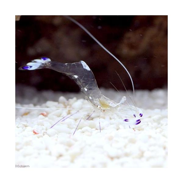 ◎　kaisui70　マリンシュリンプ　p_disease　海水　海水生体　エビ・カニ他　m_shrimp　20120808　ＹＨ　ｓ3　無脊椎ＩＤ　邑楽店　kaijyo　3kisitop191030　3kisitop191113　3kis...